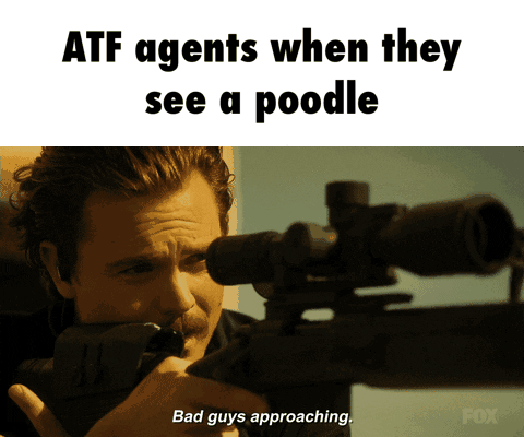 ATF agents when they see a poodle - iFunny