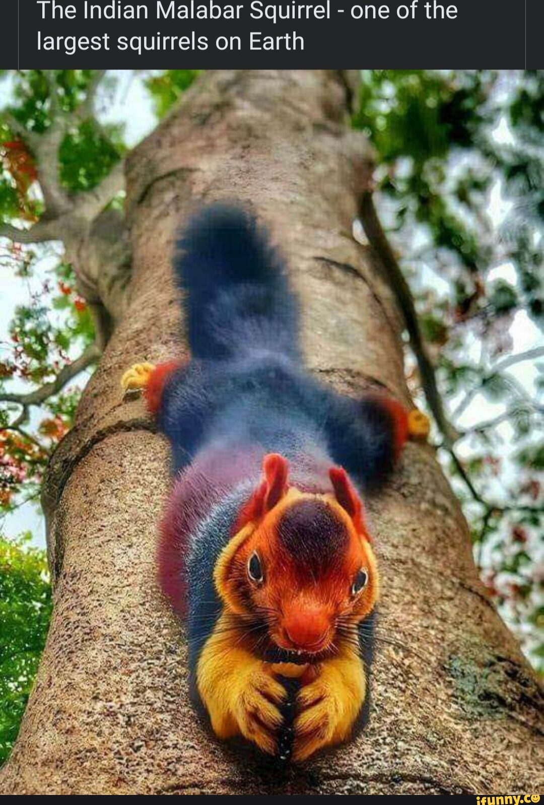 The Indian Malabar Squirrel - one of the largest squirrels on Earth ...