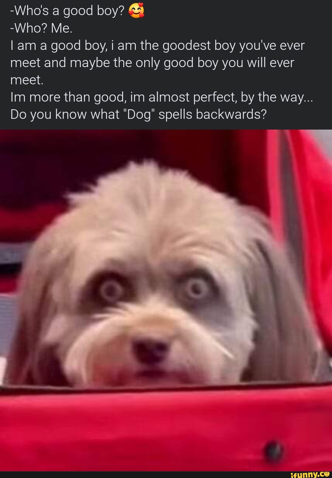 Pet memes. Best Collection of funny Pet pictures on iFunny