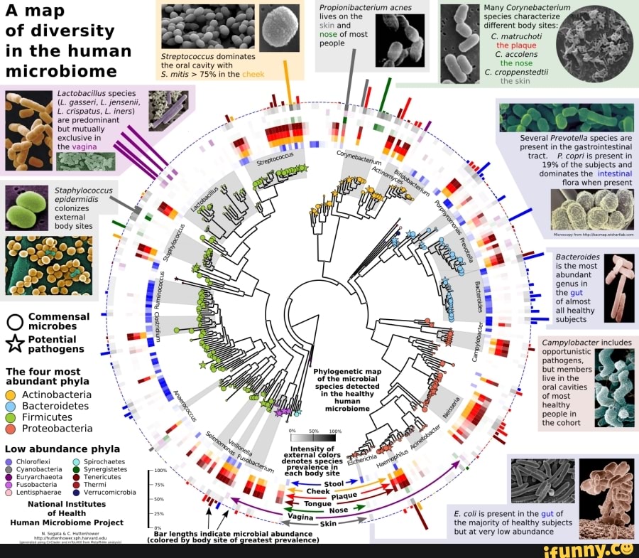 A map of diversity in the HUMAN the oral cavity dominates the oral ...