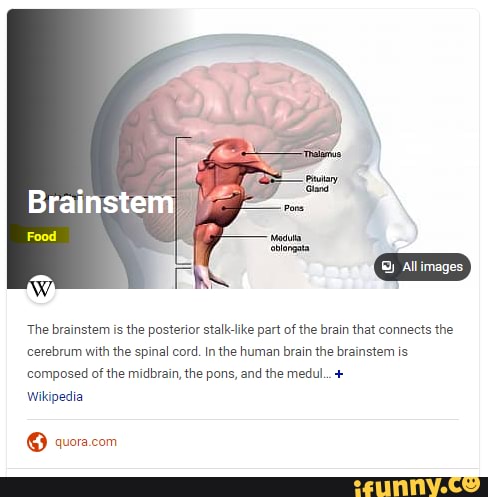 Midbrain memes. Best Collection of funny Midbrain pictures on iFunny