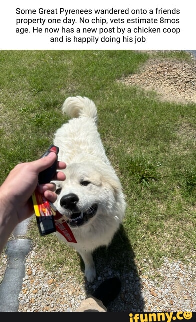 Pyrenees memes. Best Collection of funny Pyrenees pictures on iFunny