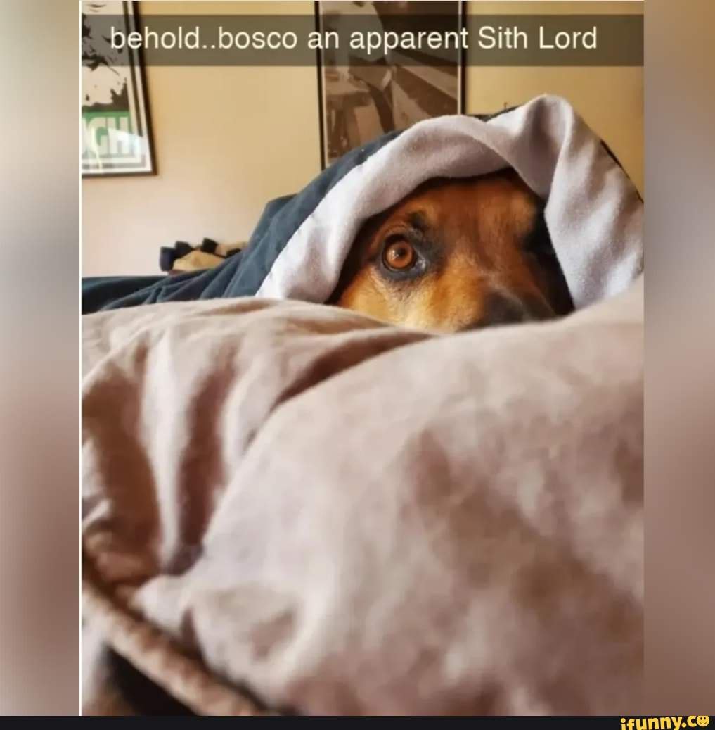 Behold..bosco an apparent Sith Lord I - iFunny