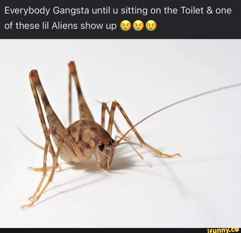 Everybody Gangsta until u sitting on the Toilet & one of these lil ...