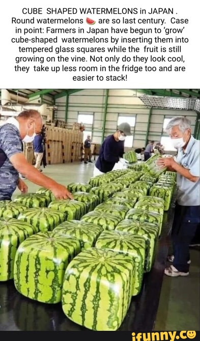 CUBE SHAPED WATERMELONS in JAPAN Round watermelons are so last century ...
