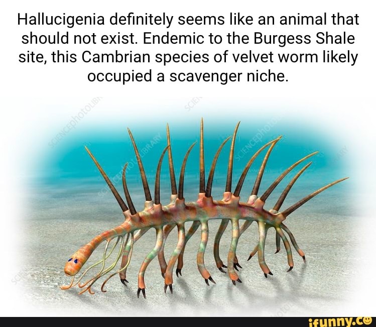 Hallucigenia