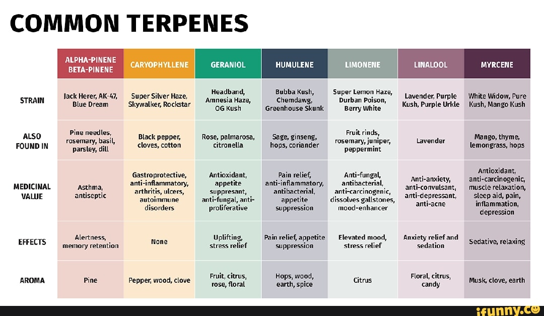 COMMON TERPENES 'STRAIN ALSO FOUND IN MEDICINAL VALUE EFFECTS AROMA ...