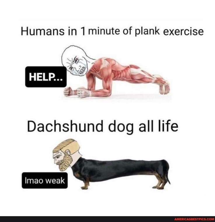 Humans in 1 minute of plank exercise Dachshund dog all life Imao weak ...