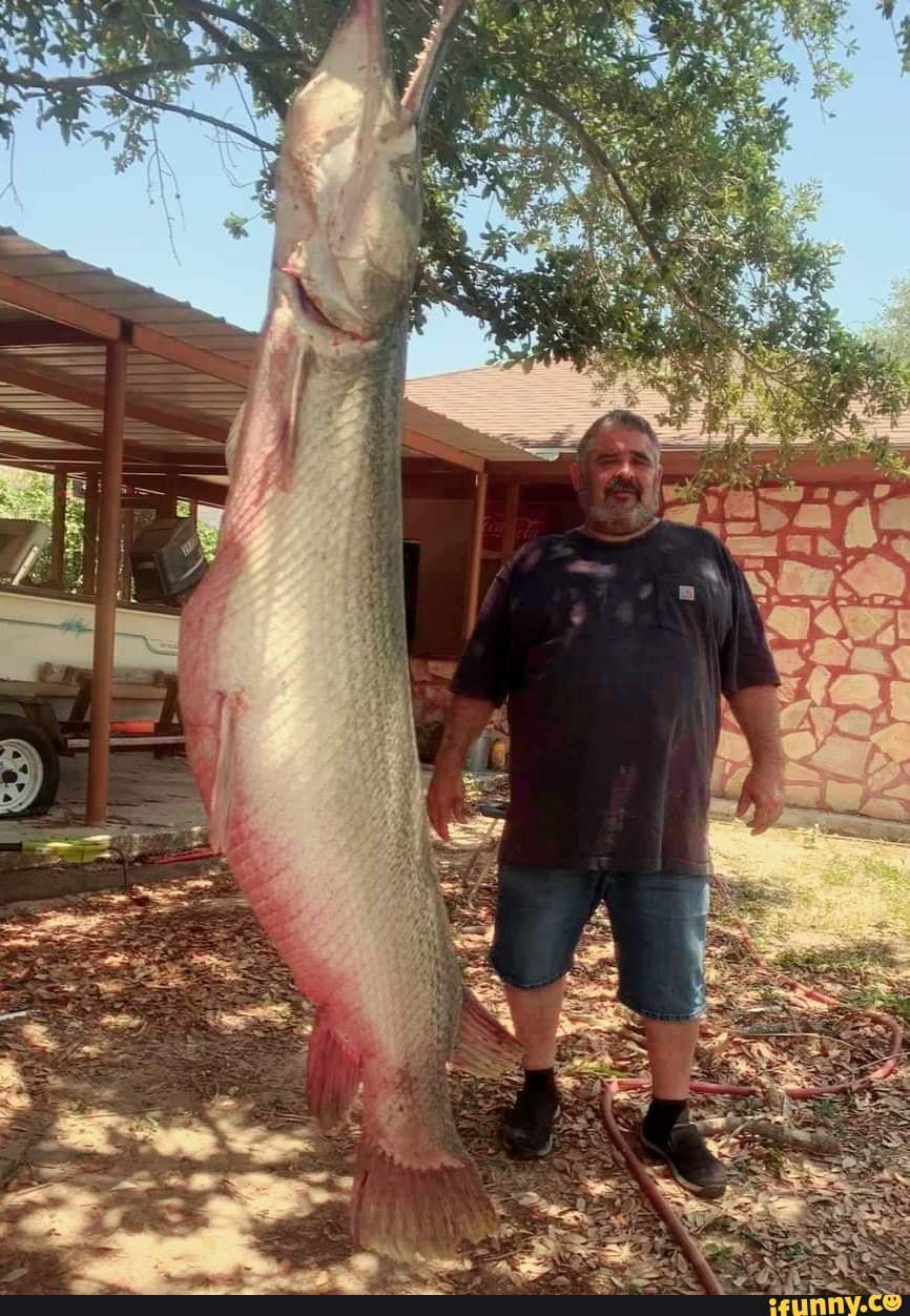 Massive alligator gar caught by Edgar Benitez today at Falcon Lake! 7ft ...