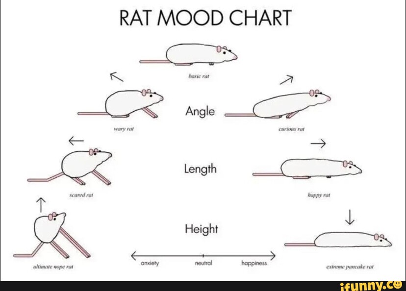 RAT MOOD CHART asic rat A _ Angle length scared rat nappy Height - iFunny