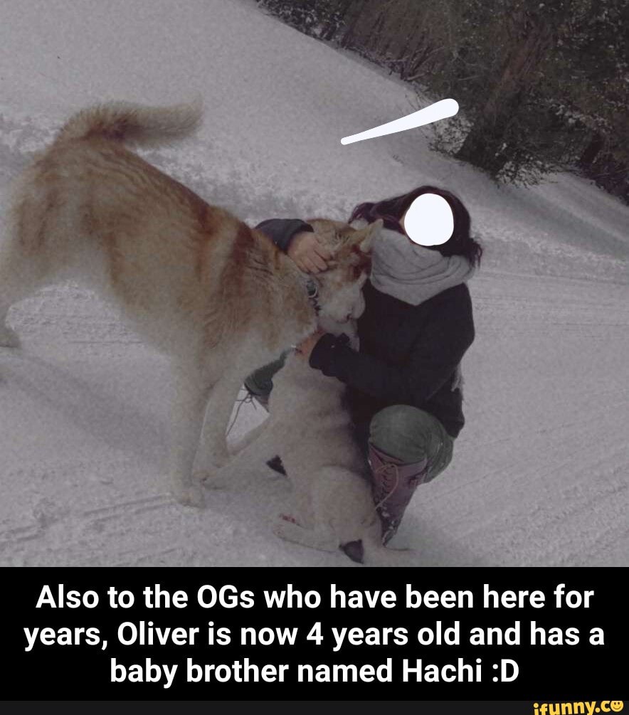 Hachi memes. Best Collection of funny Hachi pictures on iFunny