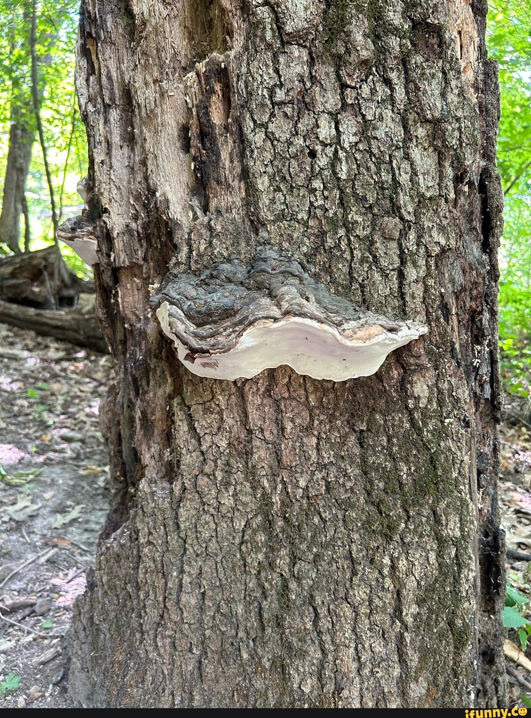 Fungi memes. Best Collection of funny Fungi pictures on iFunny