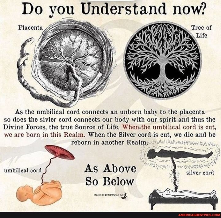 Do You Understand Now Placenta Tree Of As The Umbilical Cord Connects