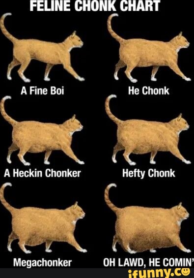 FELINE CHONK CHART A Fine Bar He Chonk & Heckin Chanker Hotty Choak NMegachonker OH LAWD, HE ...