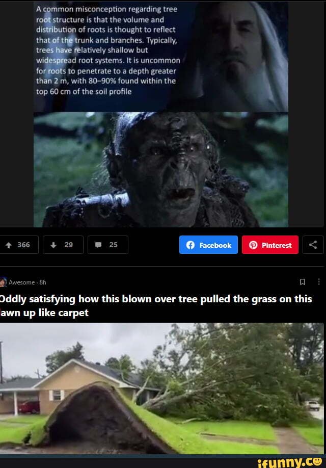 Acommon misconception regarding tree structure is that the volume and ...