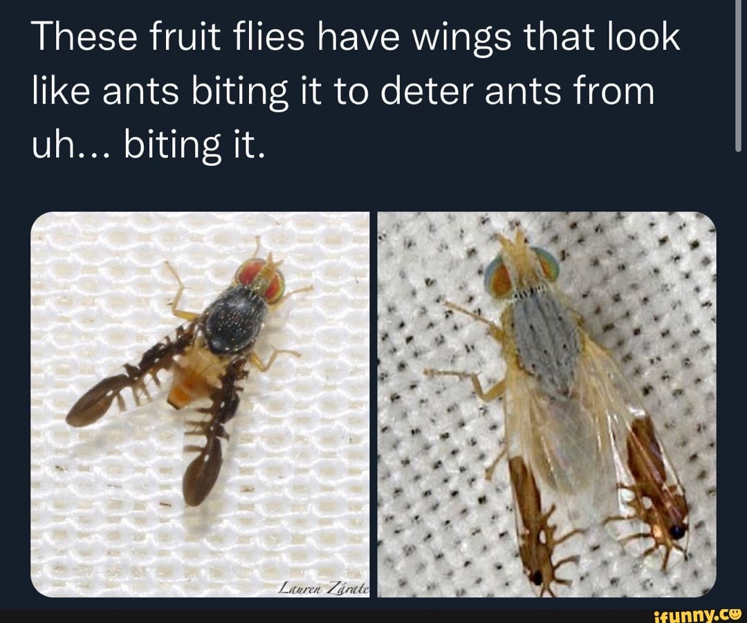 These fruit flies have wings that look like ants biting it to deter ...