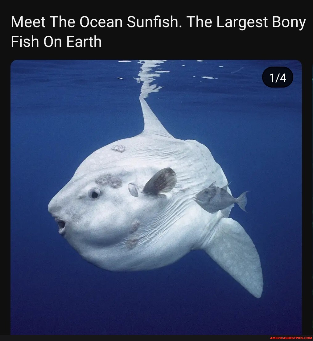 Meet The Ocean Sunfish. The Largest Bony Fish On Earth - America’s best ...