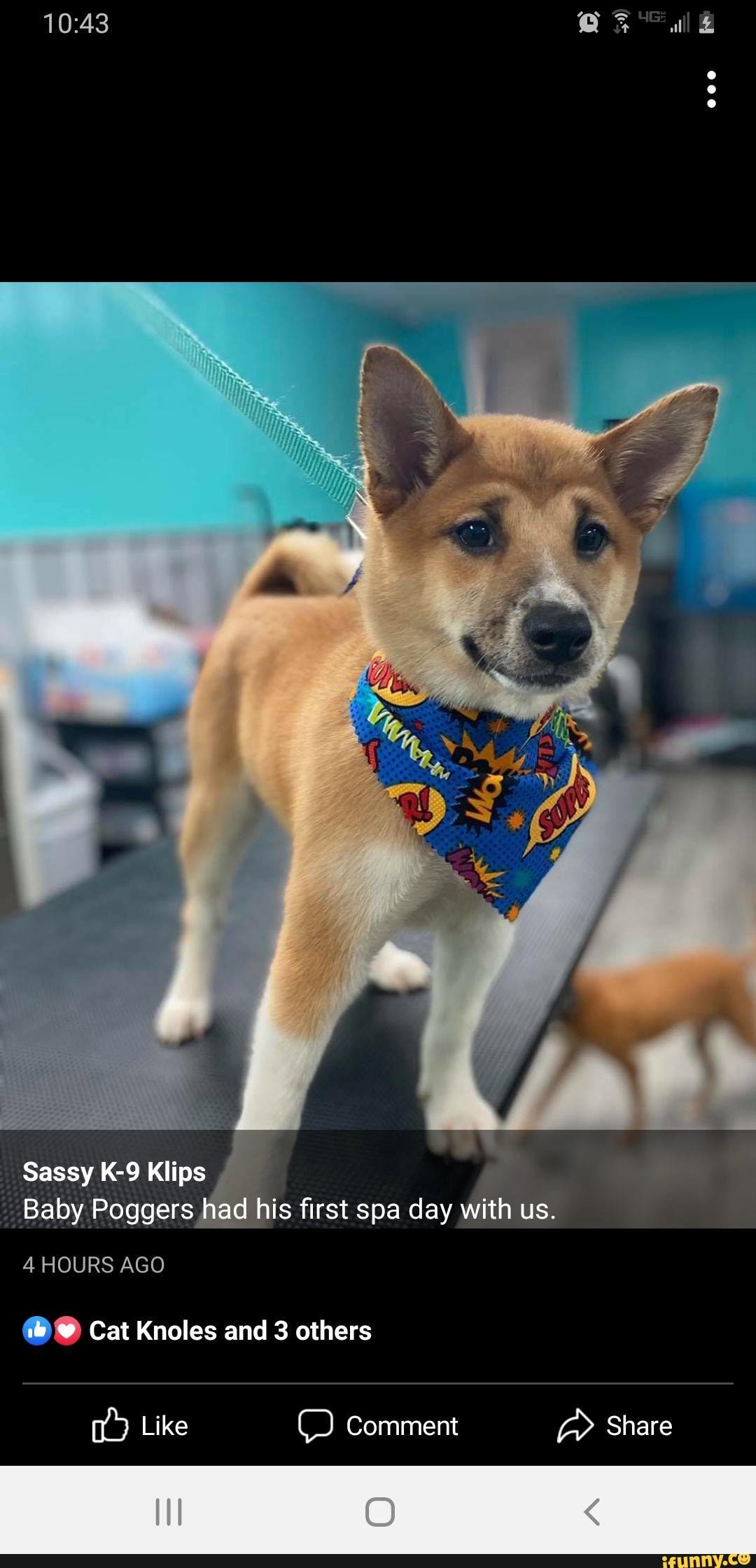 Poggers first grooming - all Sassy Klips _Baby Poggers had his first ...