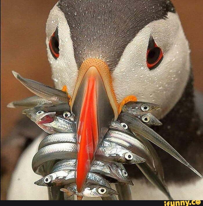 Atlantic_puffin memes. Best Collection of funny Atlantic_puffin ...