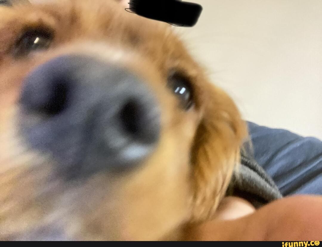 Sniffed memes. Best Collection of funny Sniffed pictures on iFunny