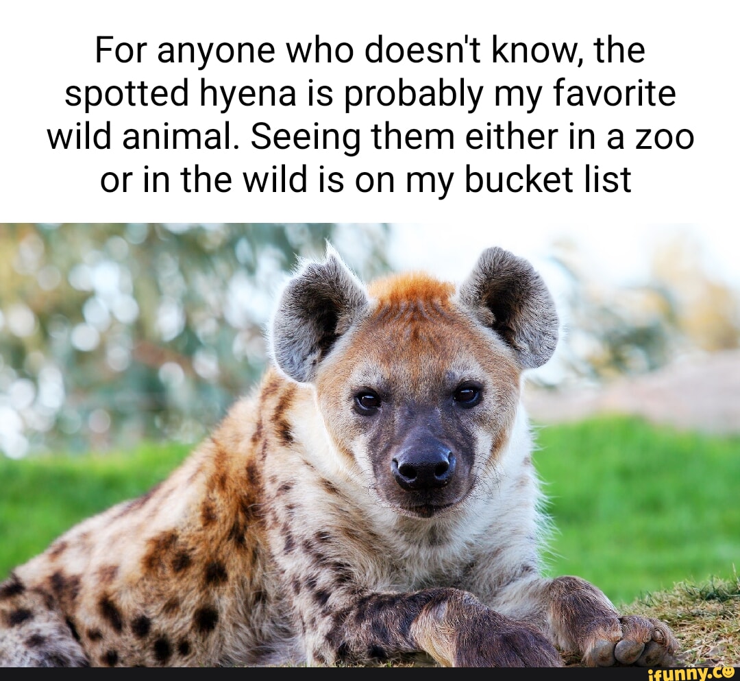 Hyena memes. Best Collection of funny Hyena pictures on iFunny