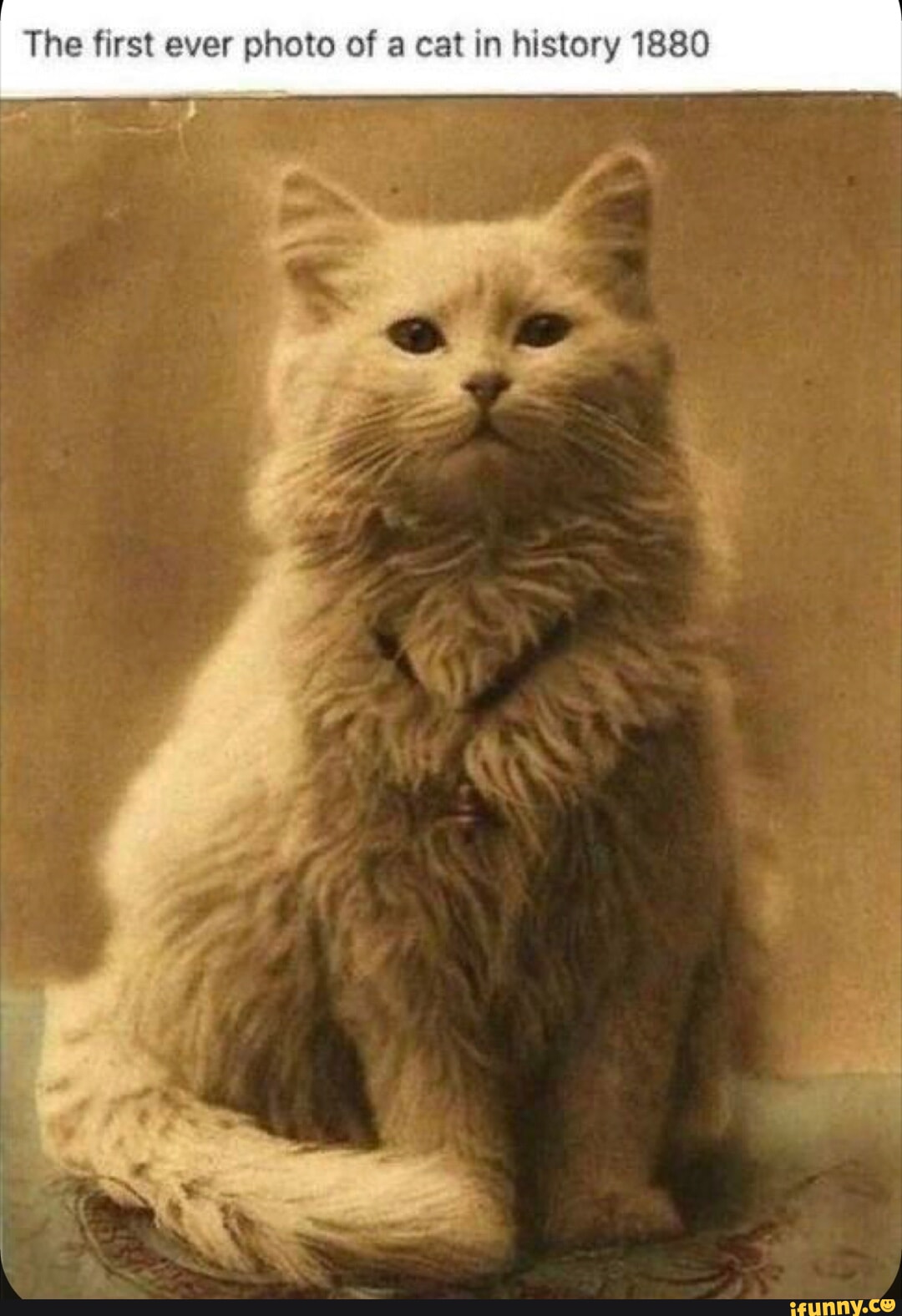 The first ever photo of a cat in history 1880 - iFunny