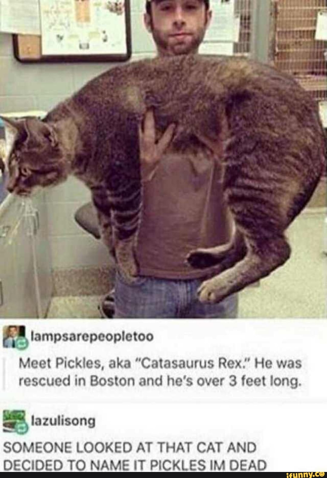 Meet Pickles, aka "Catasaurus Rex." He was rescued in Boston and he's ...