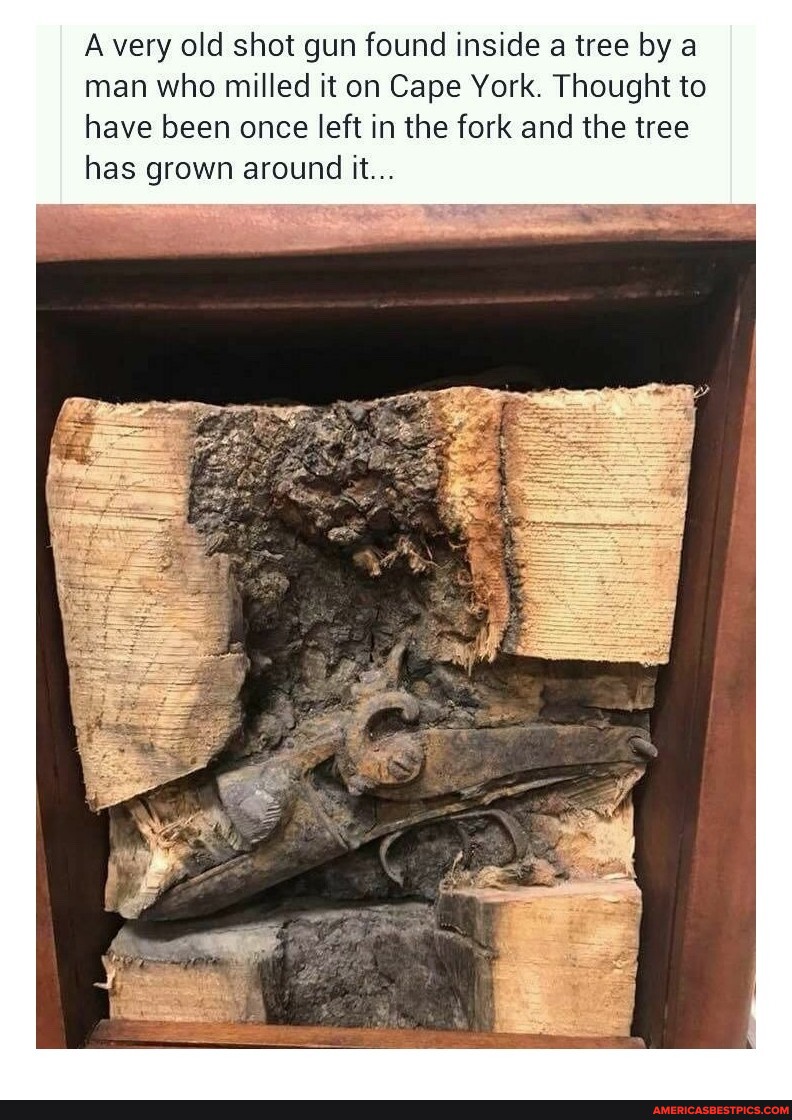 A very old shot gun found inside a tree by a man who milled it on Cape ...