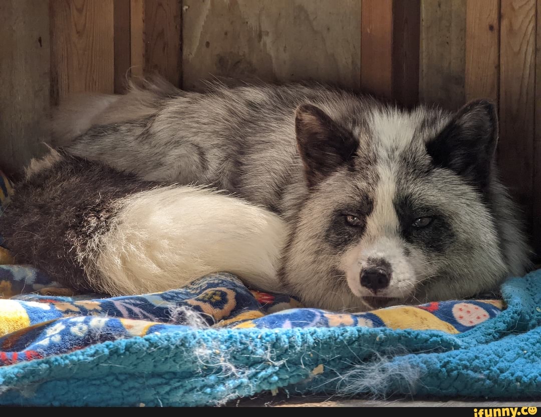 Tfm_malachi memes. Best Collection of funny Tfm_malachi pictures on iFunny