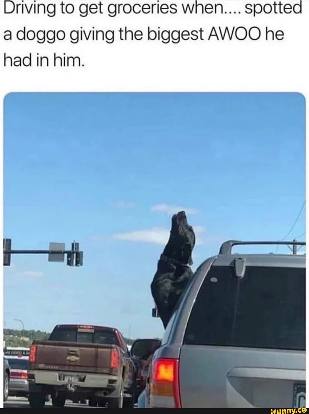 Driving to get groceries wnen.... spotted a doggo giving the biggest ...