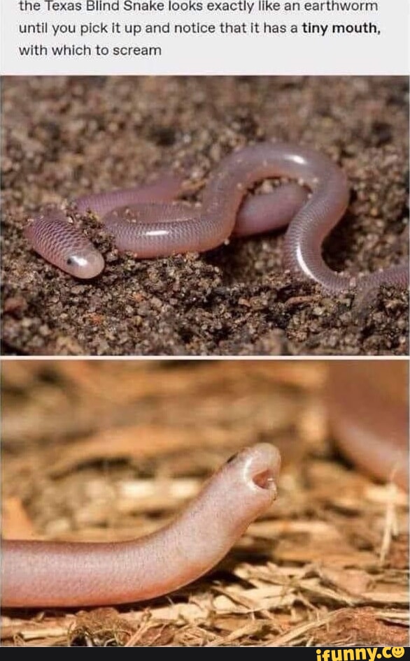 Agender Earthworm Memes