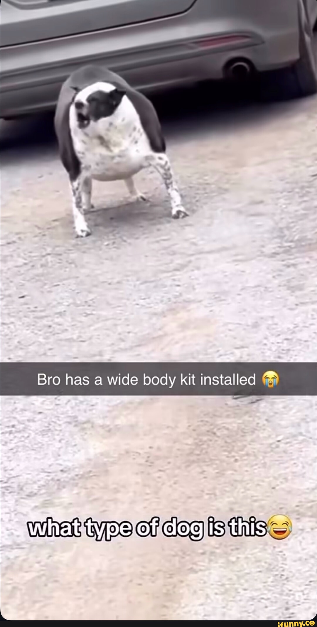 Fl Bro has a wide body kit installed type of dog is - iFunny