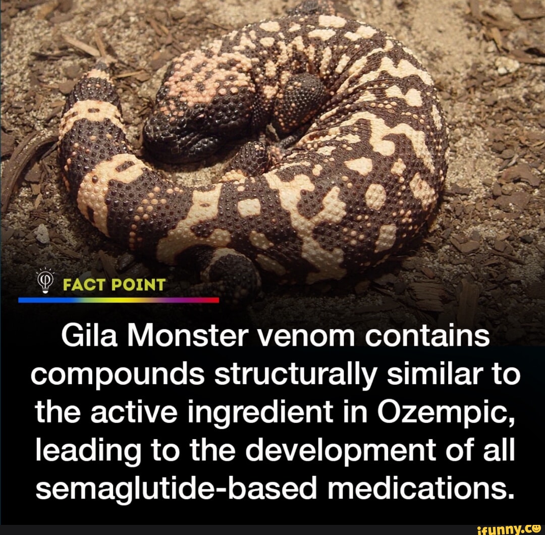 FACT POINT Gila Monster venom contains compounds structurally similar ...