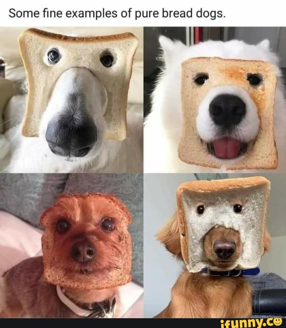 Bread doge be like - Some fine examples of pure bread dogs. - iFunny