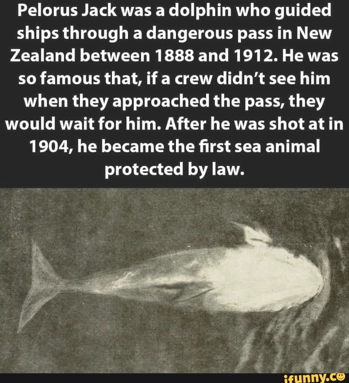 Pelorus Jack was a dolphin who guided ships through a dangerous pass in ...