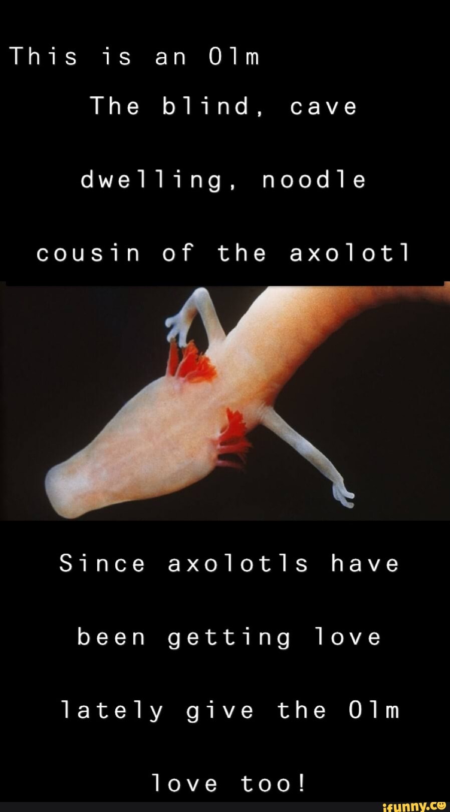 This is an Olm The blind, cave dwelling, noodle cousin of the axolotl ...
