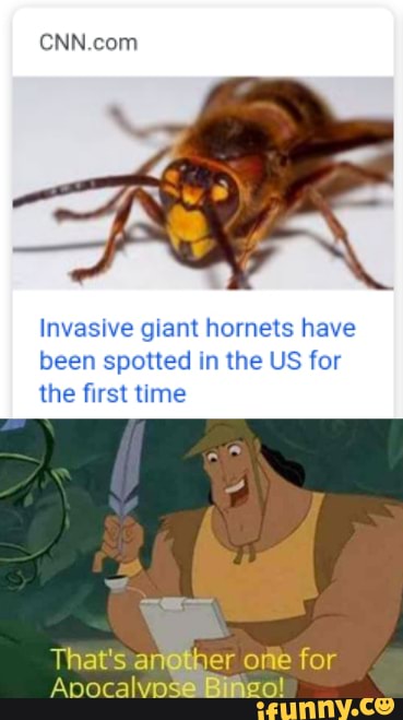 Invasive giant hornets have been spotted in the US for the first time ...