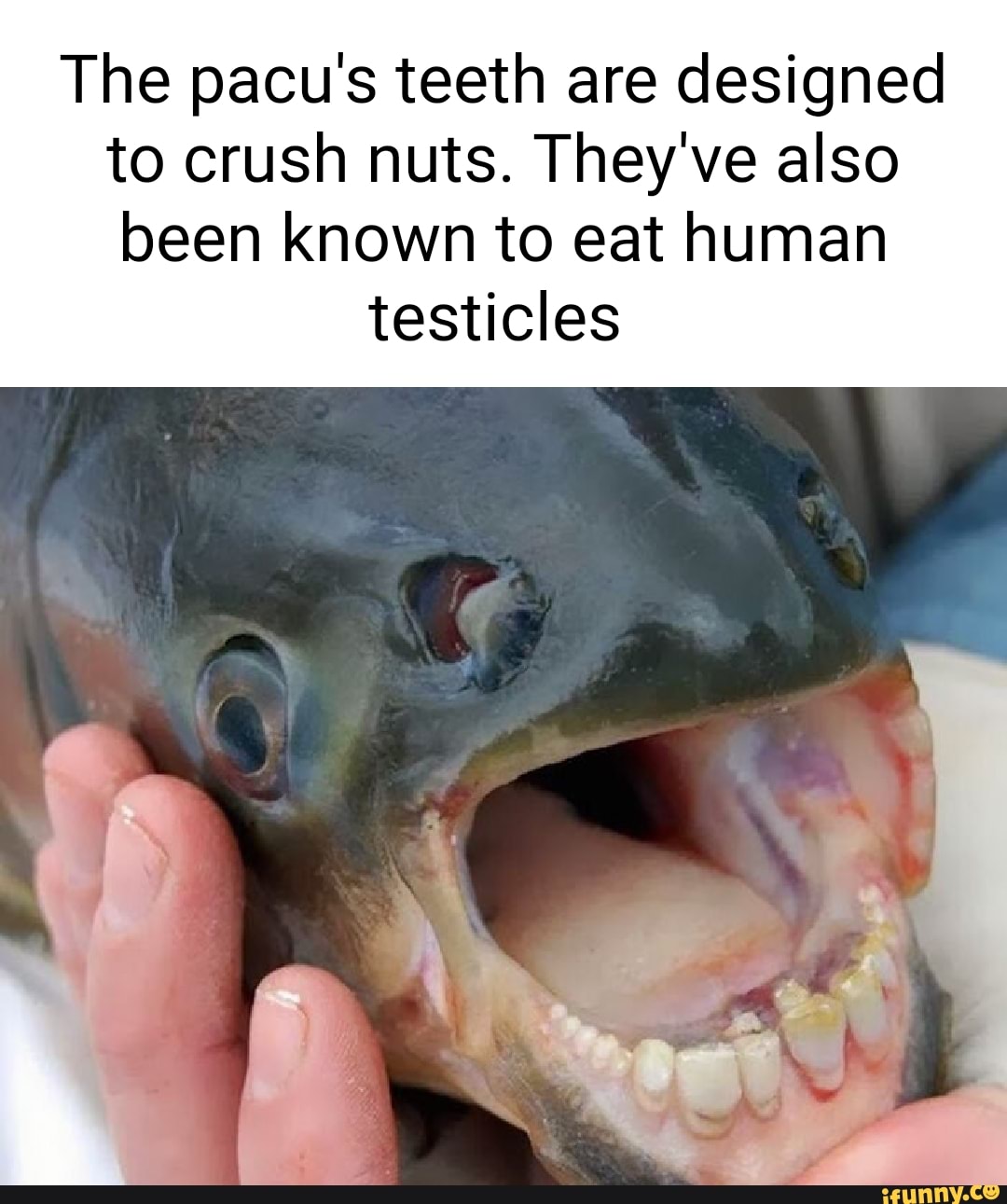 The pacu's teeth are designed to crush nuts. They've also been known to ...