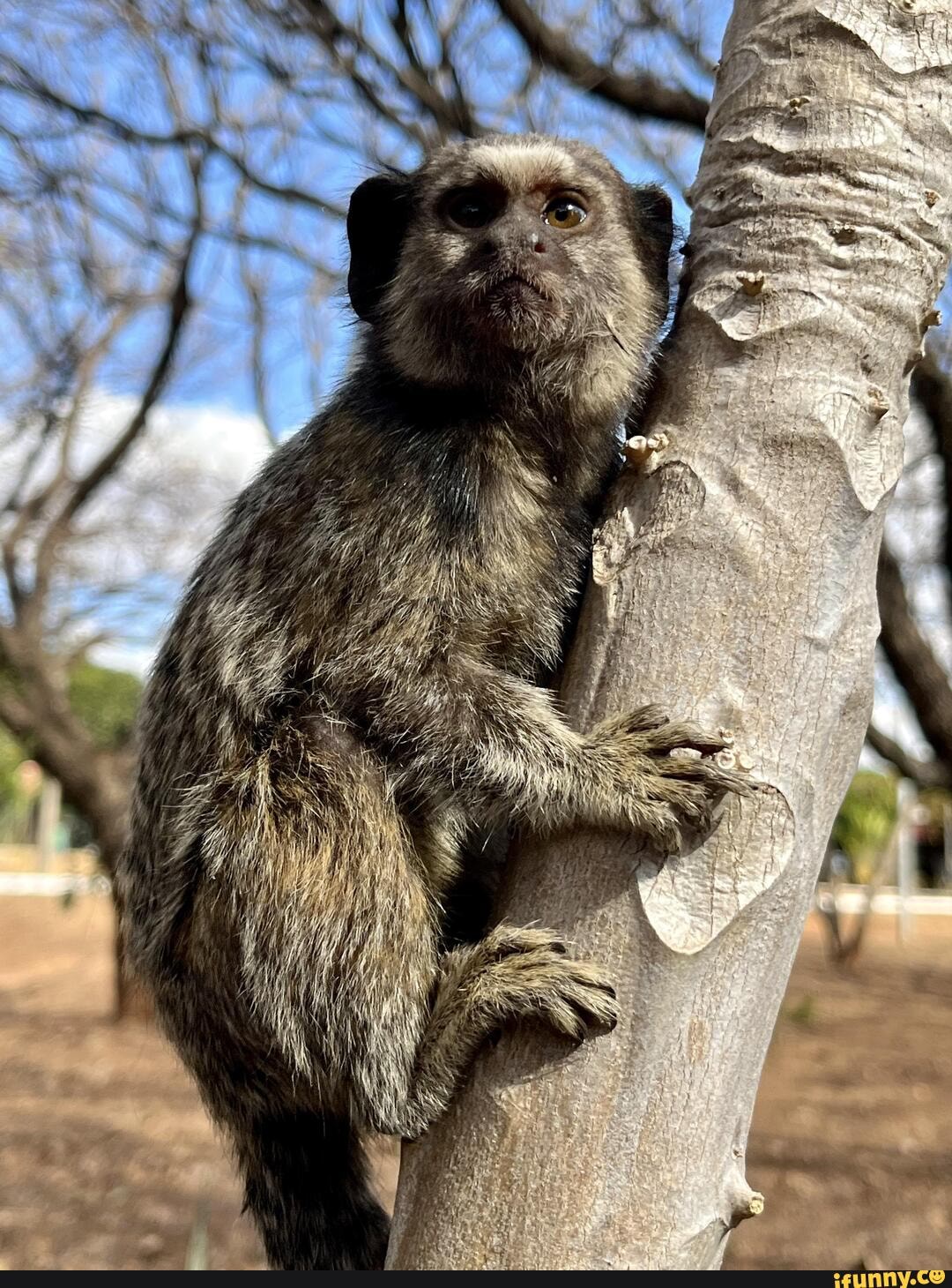 Marmoset memes. Best Collection of funny Marmoset pictures on iFunny