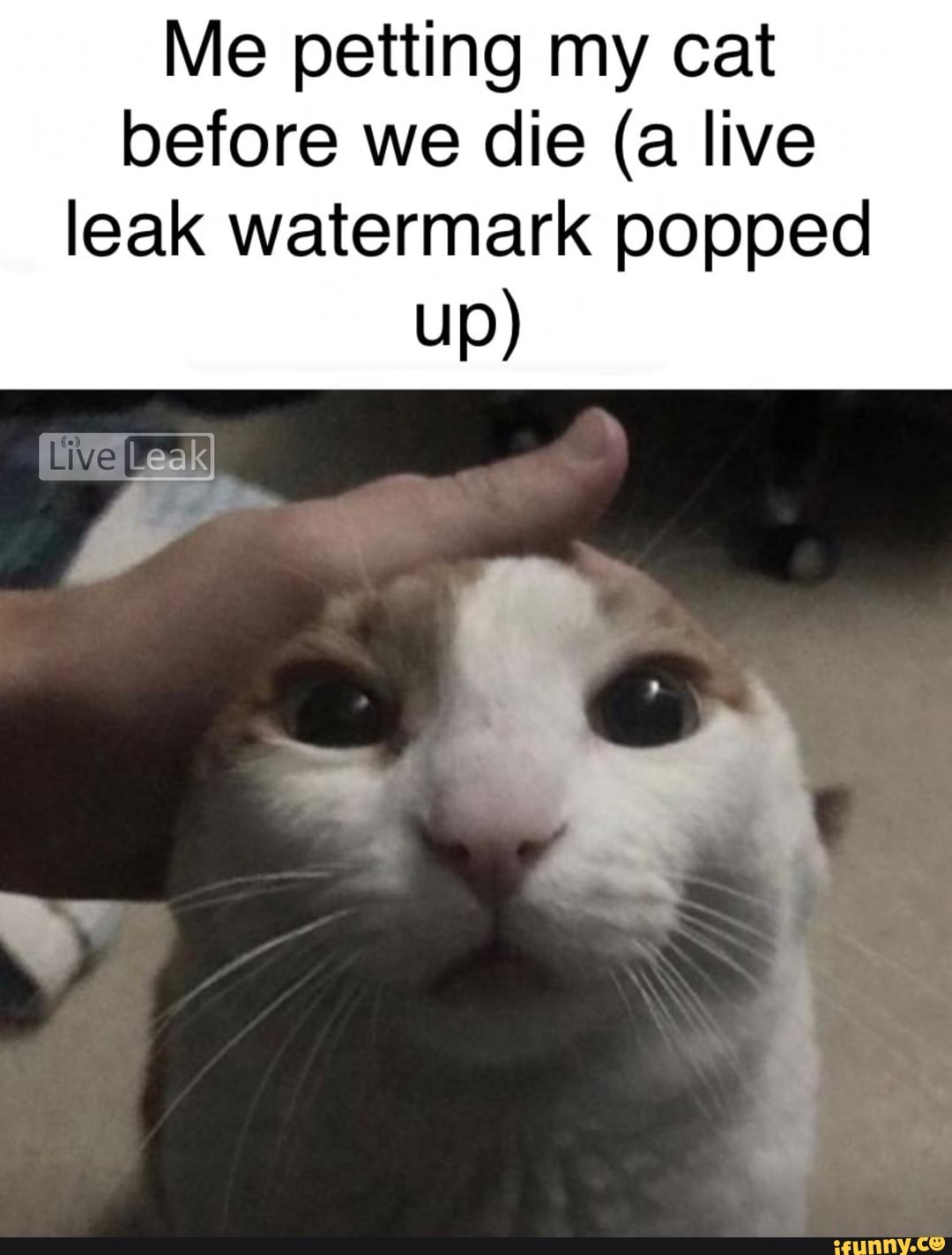 Me petting my cat before we die (a live leak watermark popped up) live ...