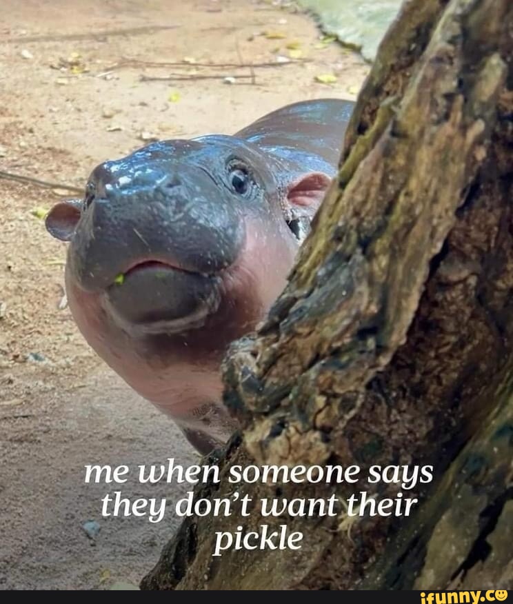 Video memes 5d7Ws7MU8 by Pixey: 0.8K comments - iFunny