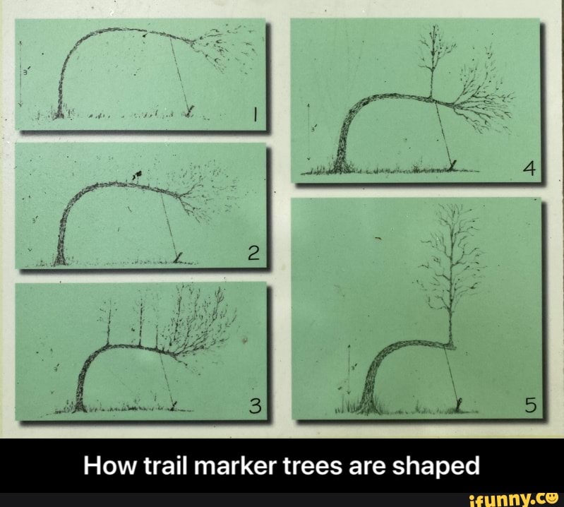 How trail marker trees are shaped - How trail marker trees are shaped ...