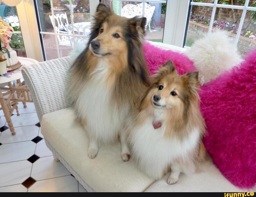 Shelties memes. Best Collection of funny Shelties pictures on iFunny