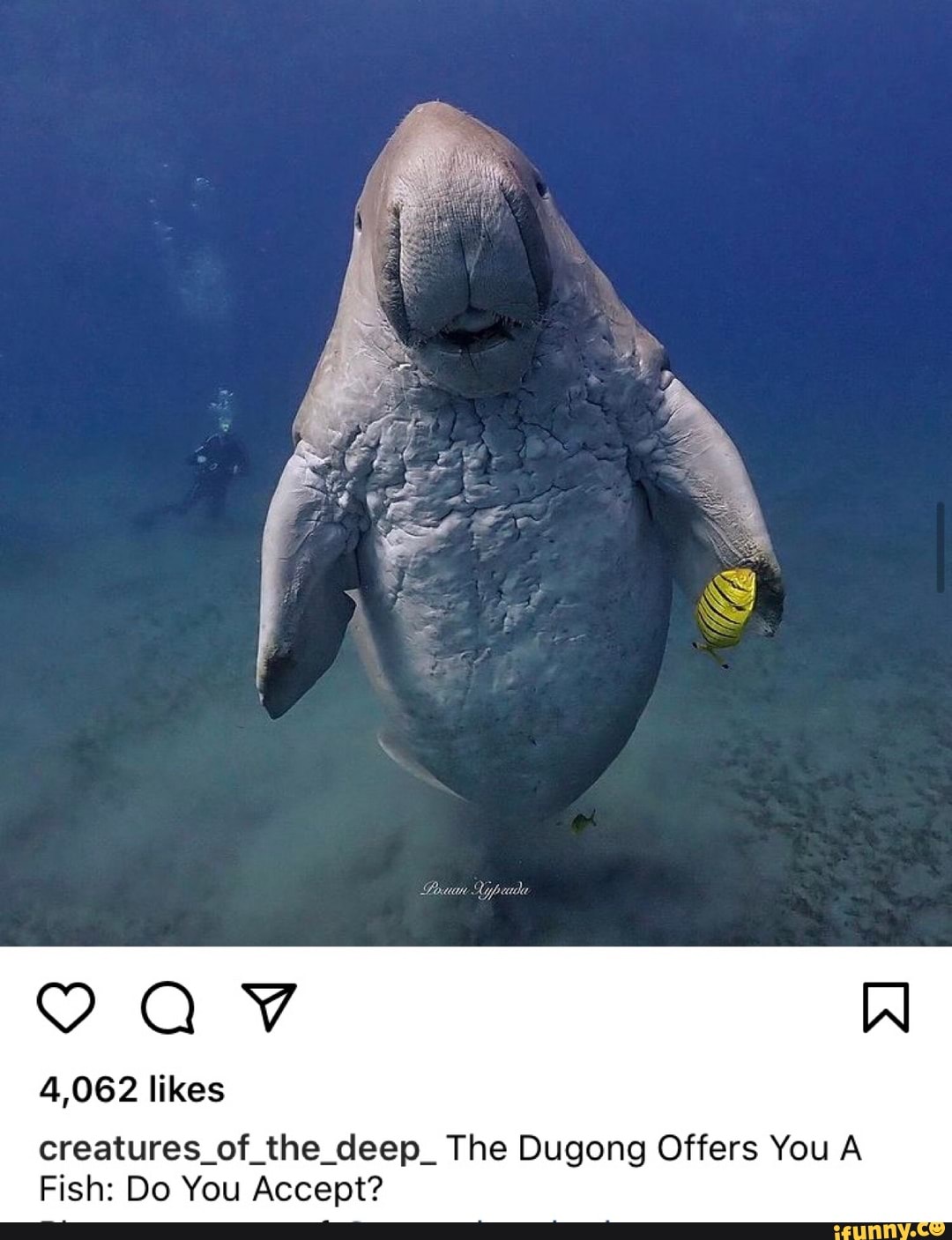 Dugong memes. Best Collection of funny Dugong pictures on iFunny