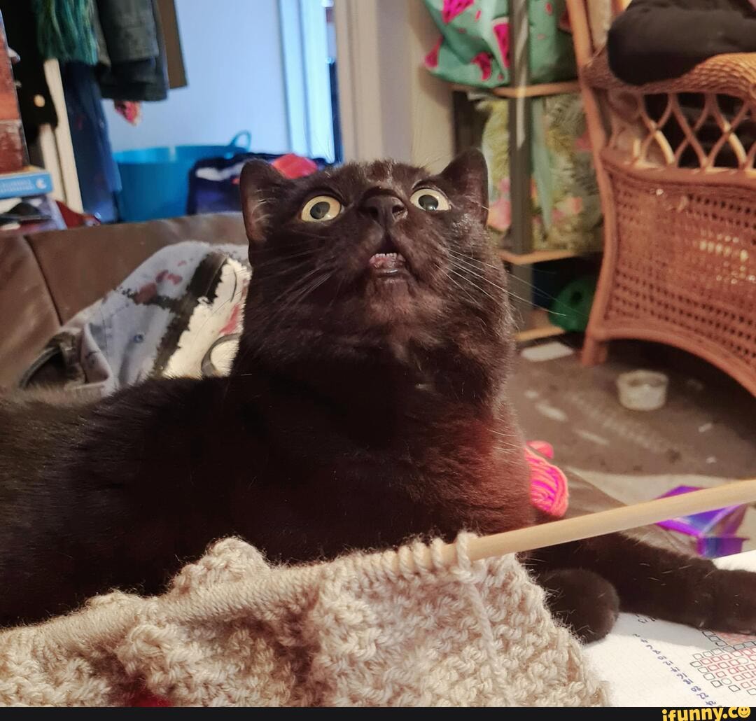 Durp memes. Best Collection of funny Durp pictures on iFunny