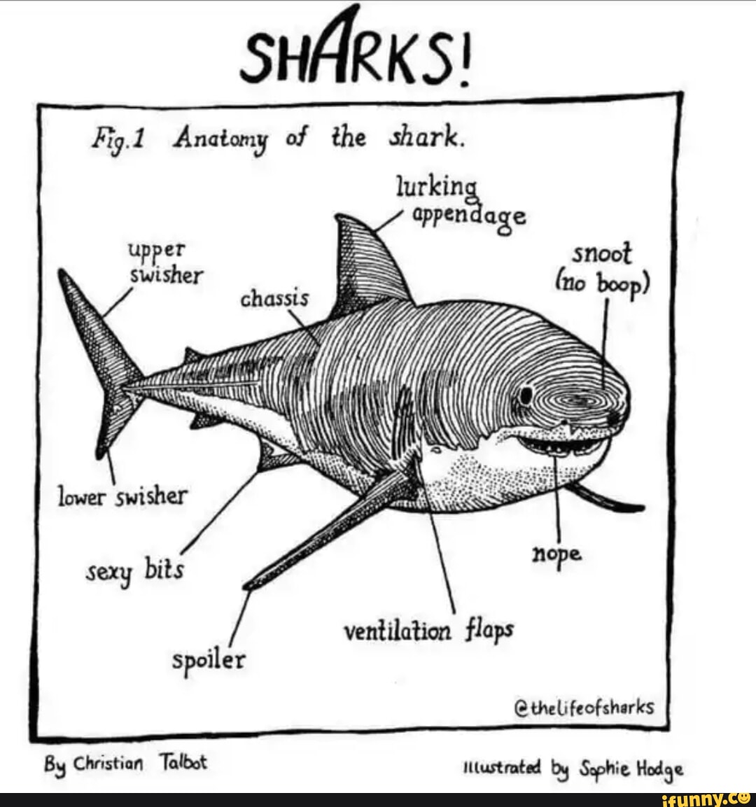 SHARKS! Fig.1 Anatomy of the shark. lurkin age ventilation flaps ...