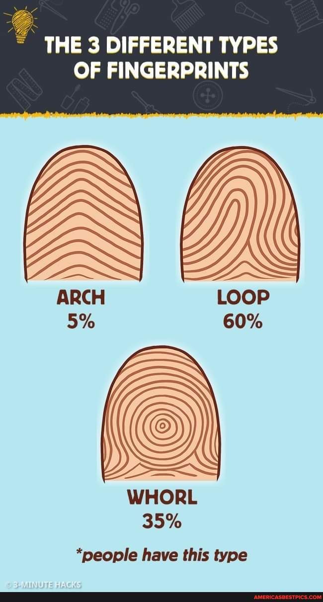 The 3 different types of fingerprints - THE 3 DIFFERENT TYPES OF ...