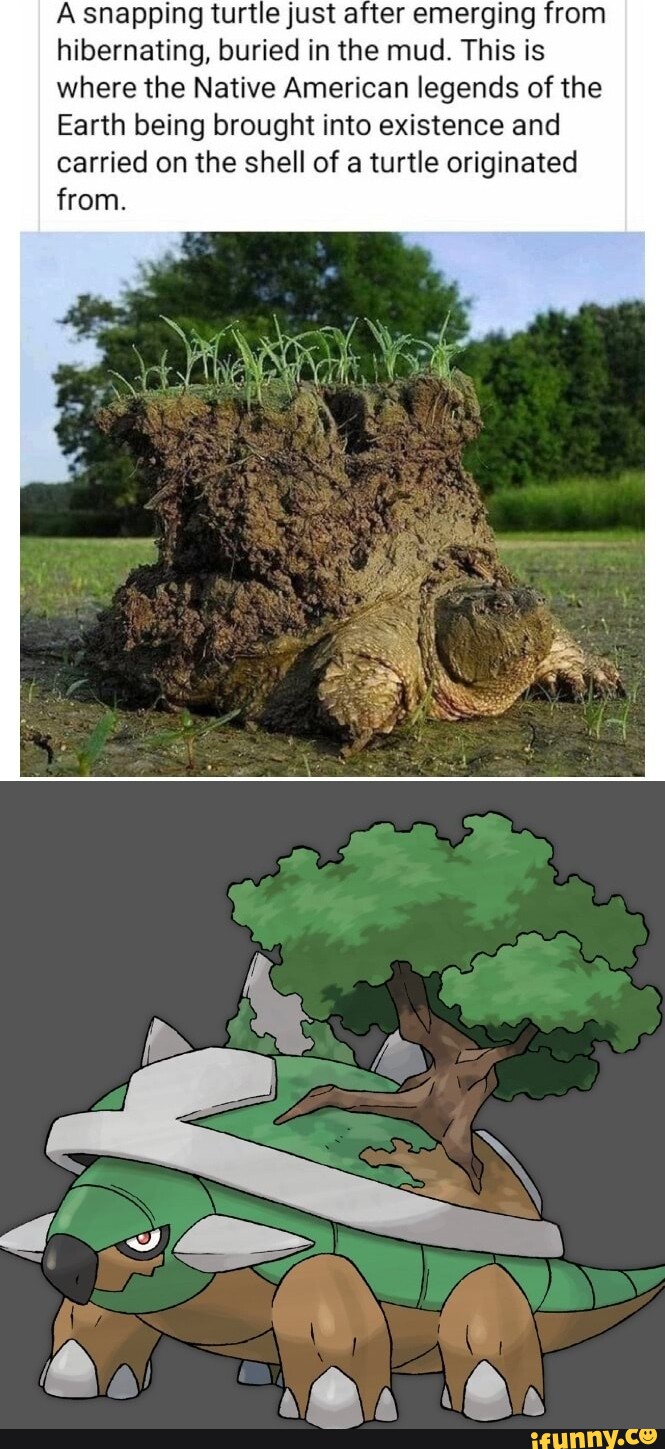 A snapping turtle just after emerging from hibernating, buried in the ...