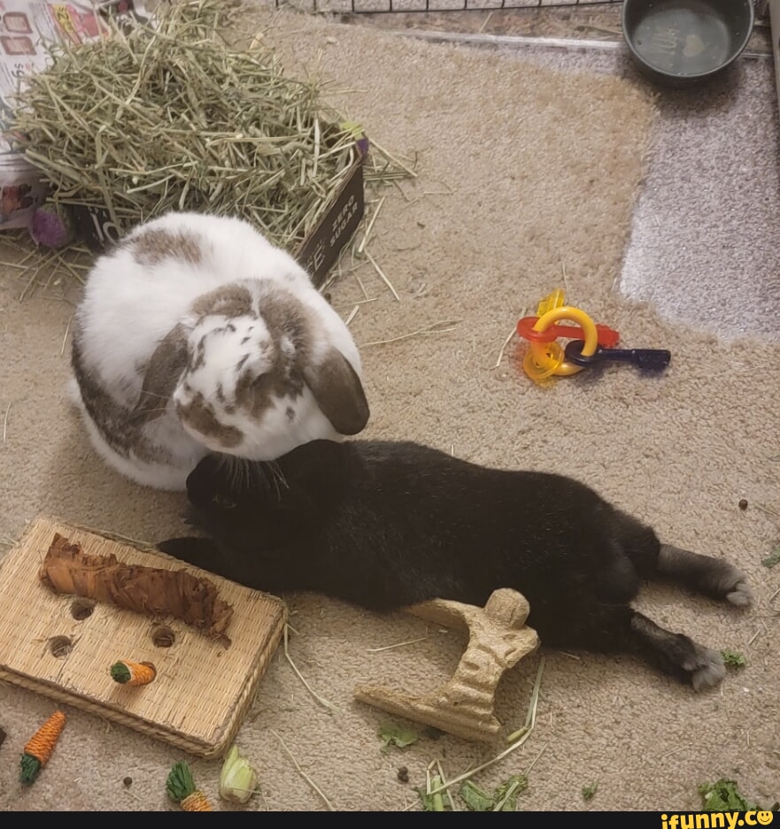 Rabbits memes. Best Collection of funny Rabbits pictures on iFunny