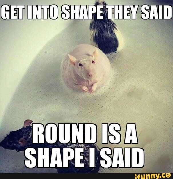 Round is a shape - round is a shape GET INTO SHAPE THEY SAID UN SHAPE I ...